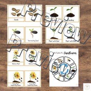 Sunflower Life Cycle Montessori 3-part Cards & Poster | Printable Plant ...
