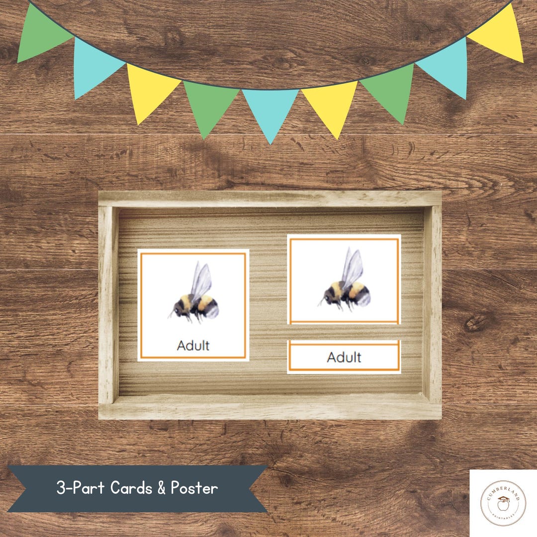 Life Cycle of a Bee Montessori 3-part Cards and Poster | Bee Life Cycle ...