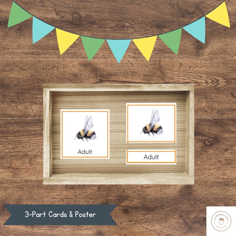 Life Cycle of a Bee Montessori 3-part Cards and Poster | Bee Life Cycle ...