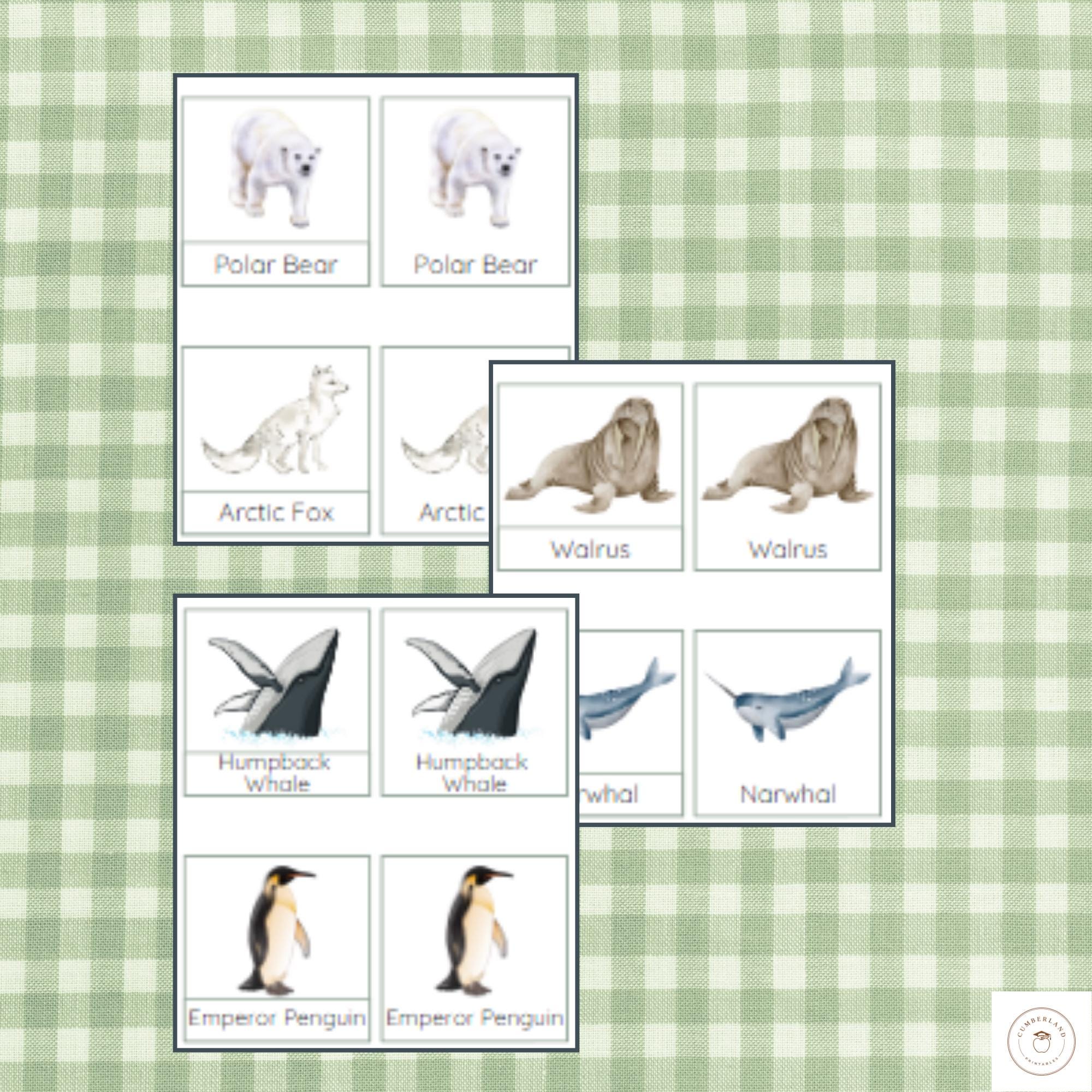 Polar Animals Montessori 3-part Cards - Etsy