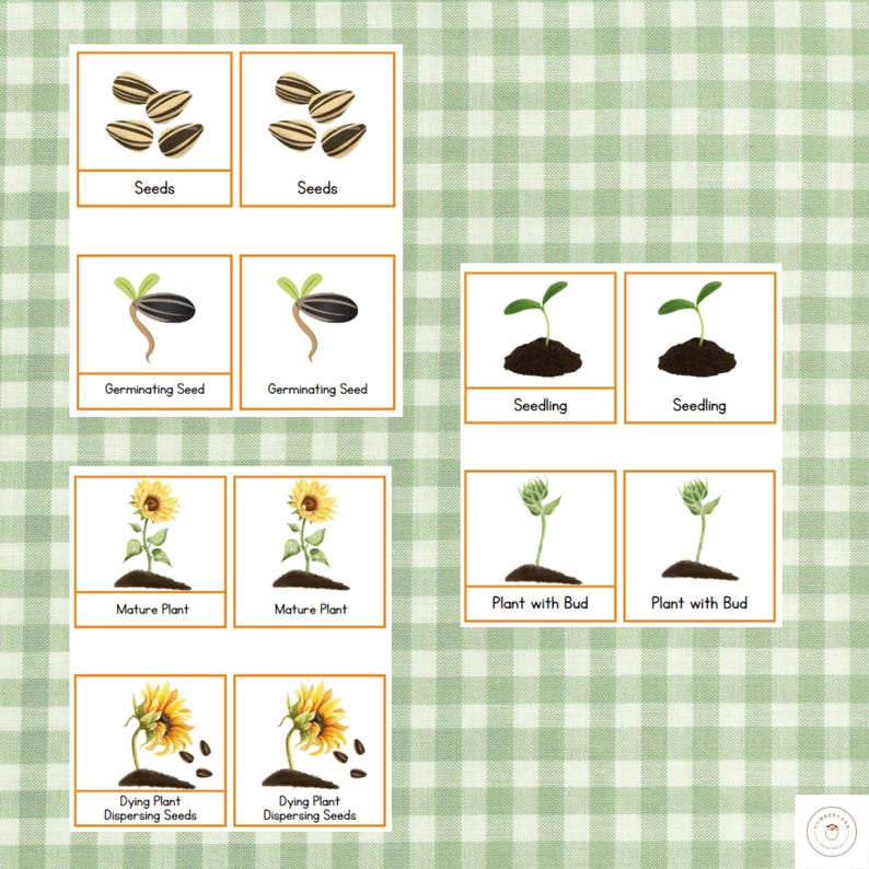 Life Cycle of a Sunflower Montessori 3-part Cards & Poster - Etsy