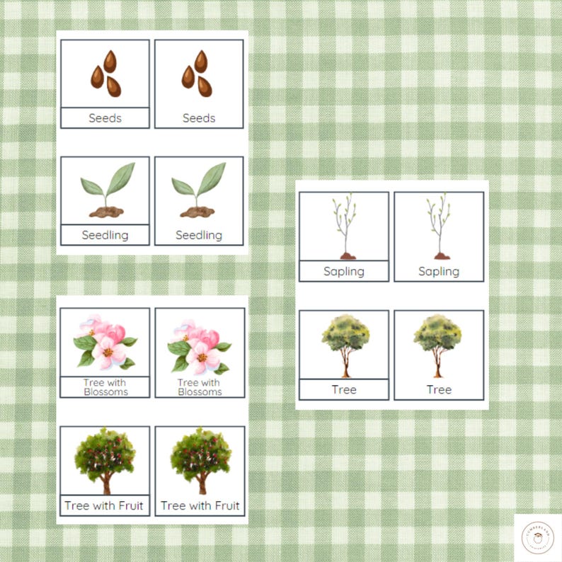 Life Cycle of an Apple Tree Montessori 3-part Cards & Poster - Etsy