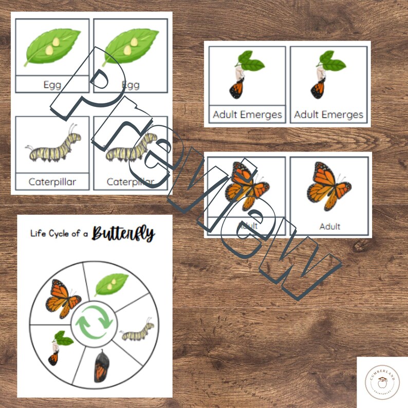 Life Cycle of a Butterfly - Montessori 3-part Cards & Poster | Spring ...