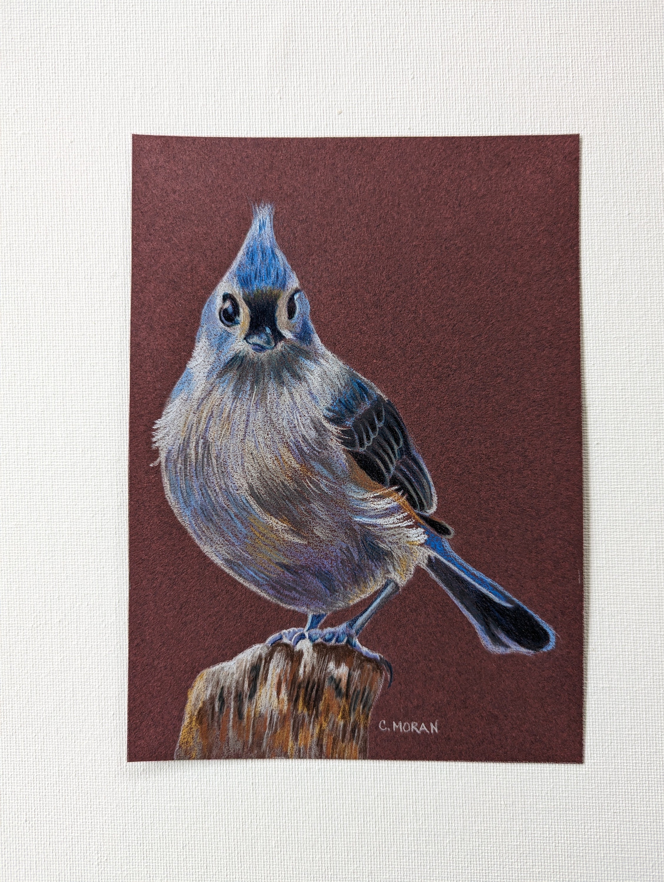 5x7 Original Colored Pencil Drawing of Bird, Tufted Titmouse Bird Art ...
