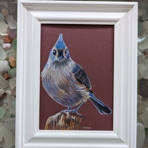 5x7 Original Colored Pencil Drawing of Bird, Tufted Titmouse Bird Art ...
