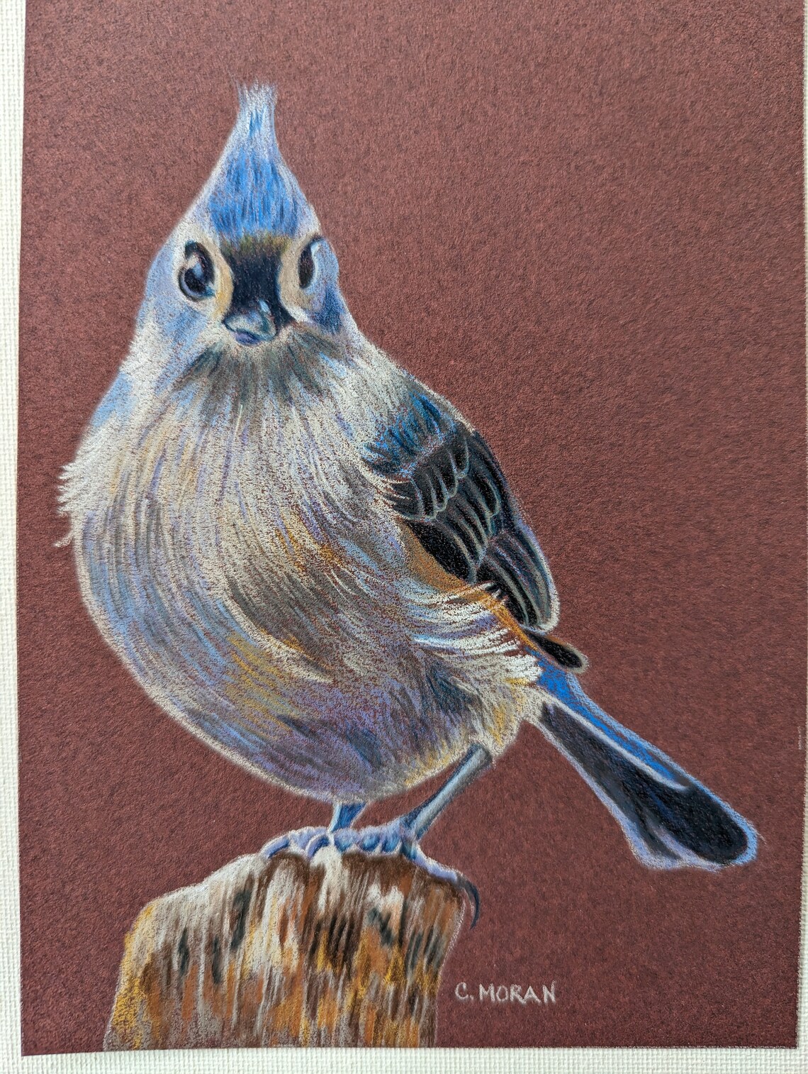 5x7 Original Colored Pencil Drawing of Bird, Tufted Titmouse Bird Art ...