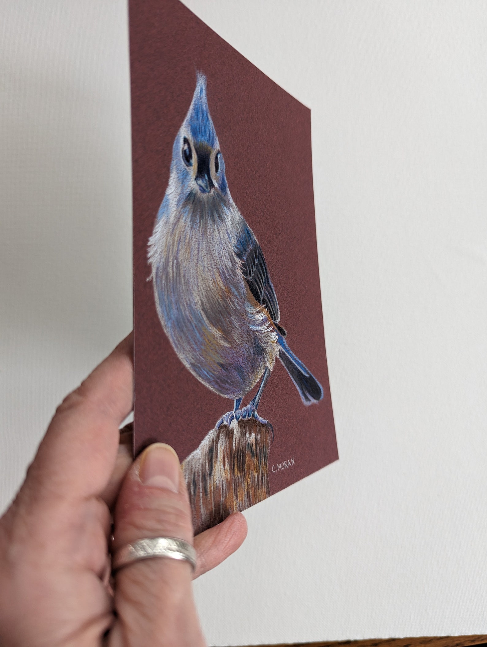 5x7 Original Colored Pencil Drawing of Bird, Tufted Titmouse Bird Art ...