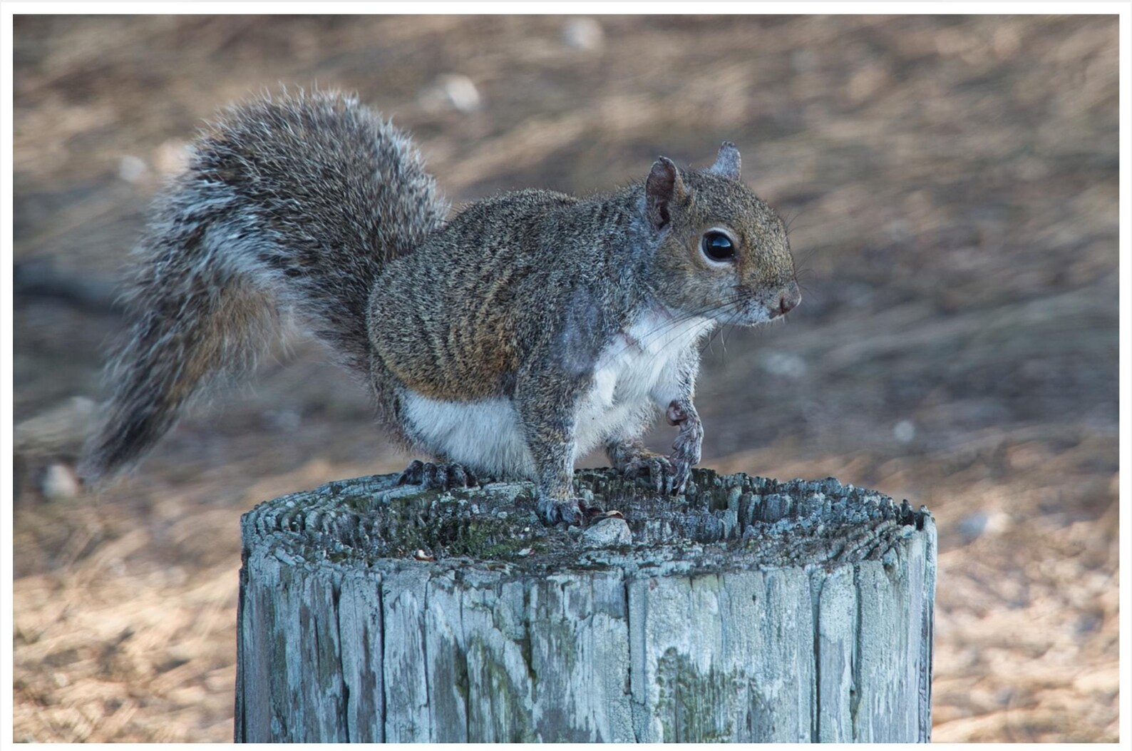 Your French Squirrels Fine Art Print - Etsy