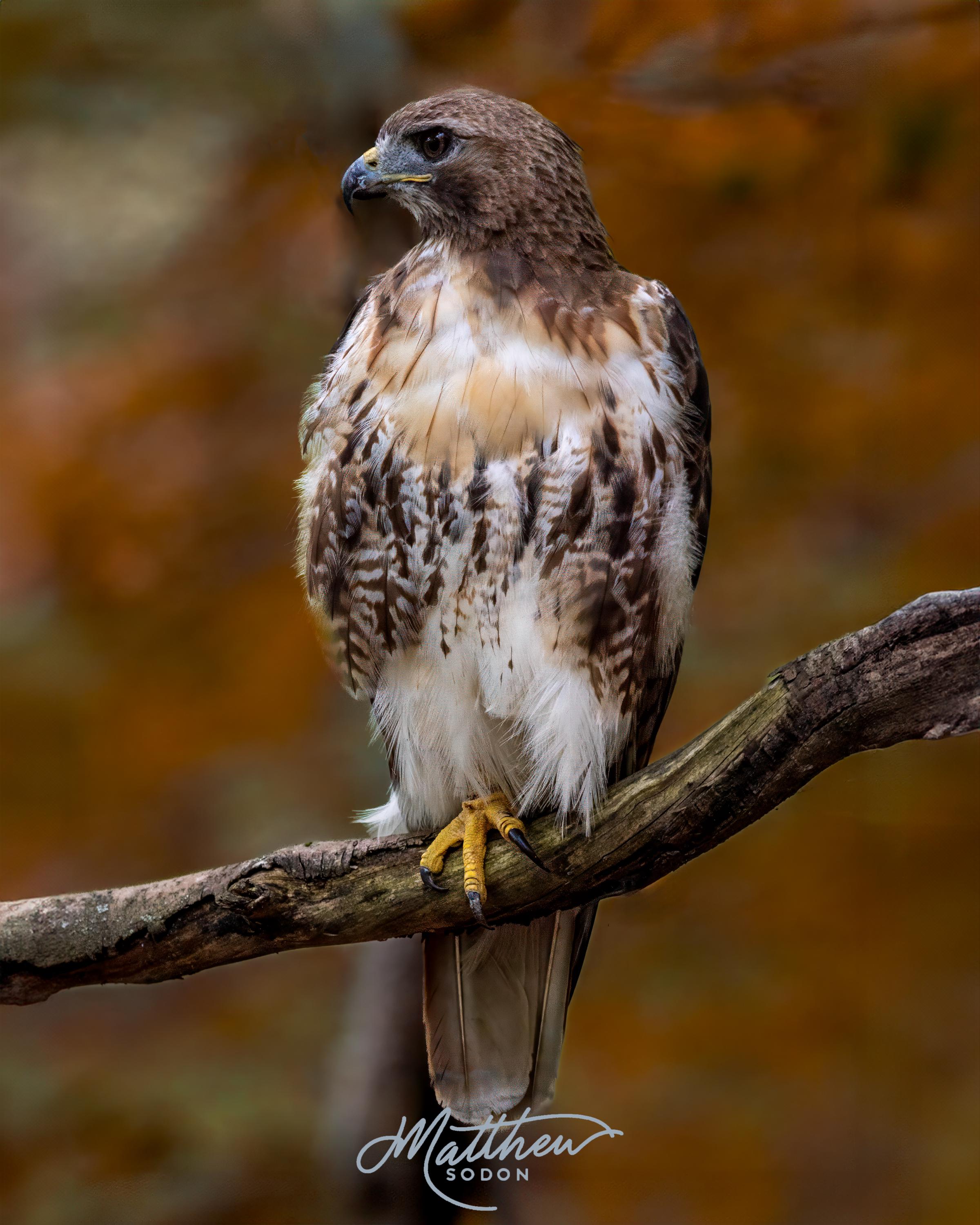 Majestic Hawk Nature Wildlife Photography Print - Etsy