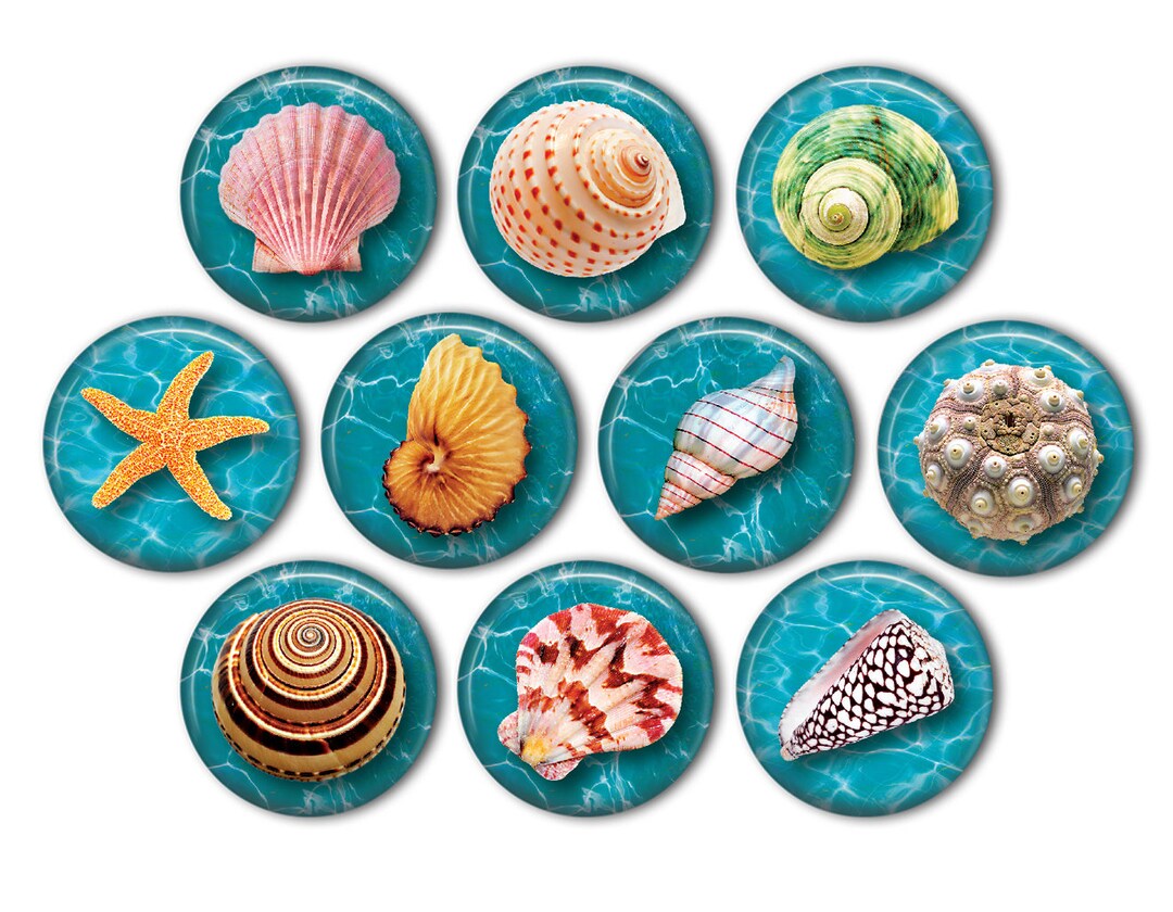 Colorful Tropical Shell Pin Back Buttons, Backpack Pins, Jacket Buttons ...