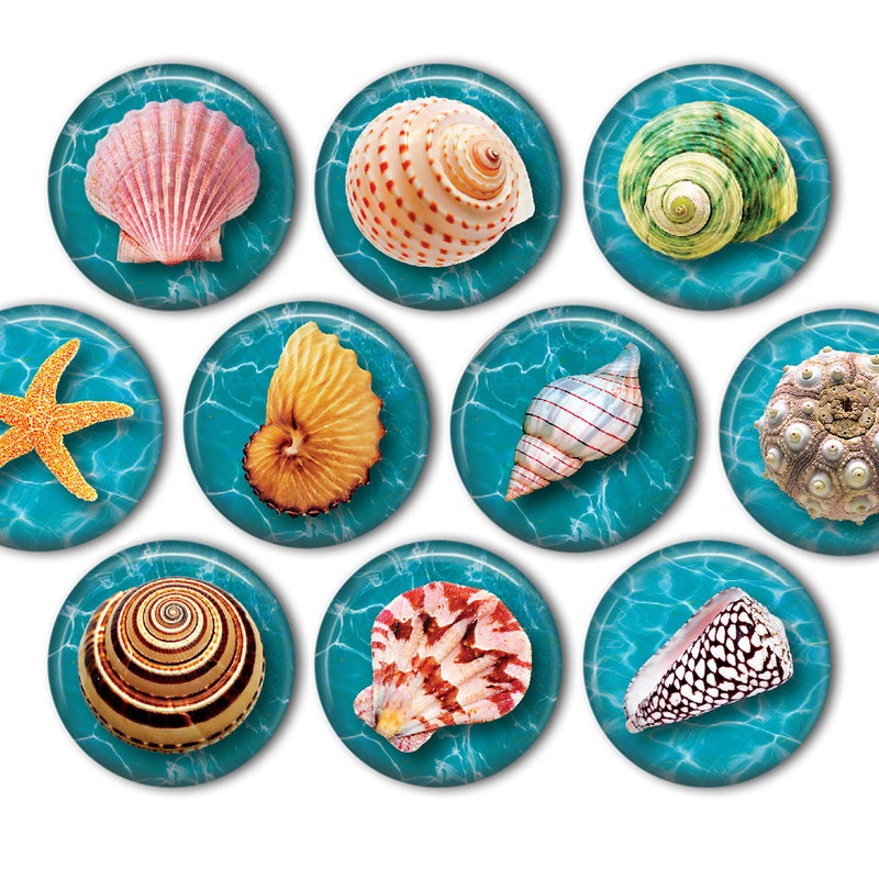 Seashell Pin - Etsy