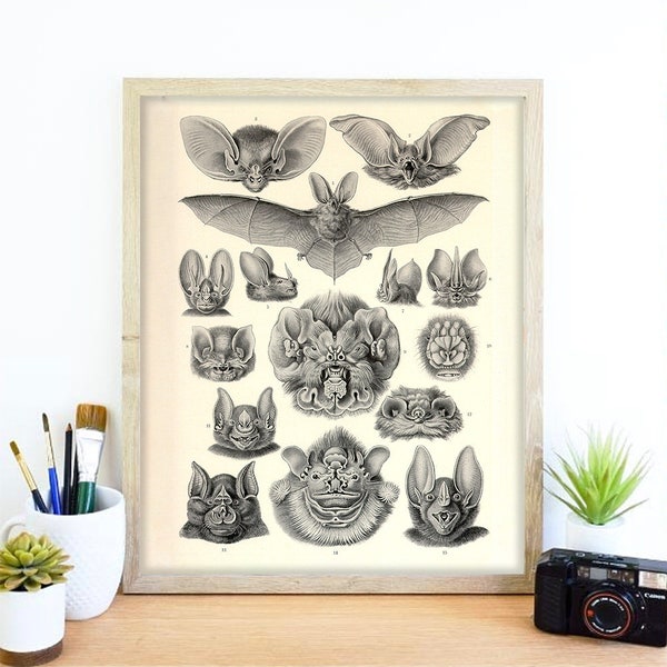 Bat Poster - Etsy