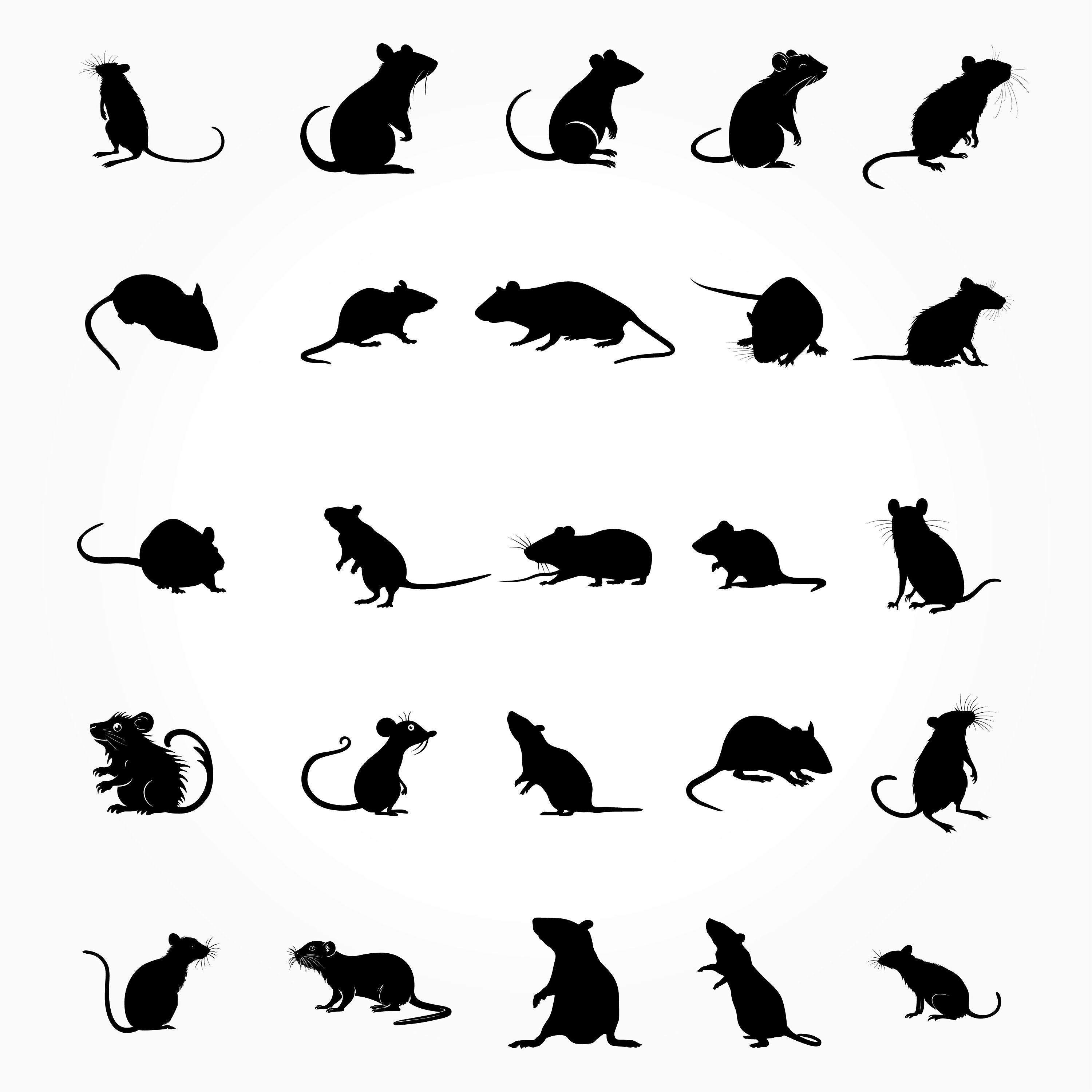 Rat Svg Bundles, Mouse Svg Bundles, Mice Svg Bundles, Rat Png, Mouse ...