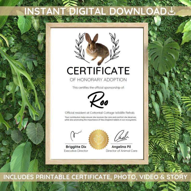 Symbolic Rabbit Adoption: Roo the New England Cottontail - Etsy