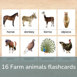 Animal Flashcard Bundle, Montessori, Real Pictures, Vocabulary Pictures ...