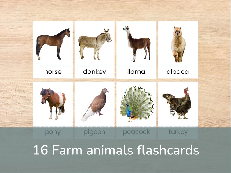 Animal Flashcard Bundle, Montessori, Real Pictures, Vocabulary Pictures ...