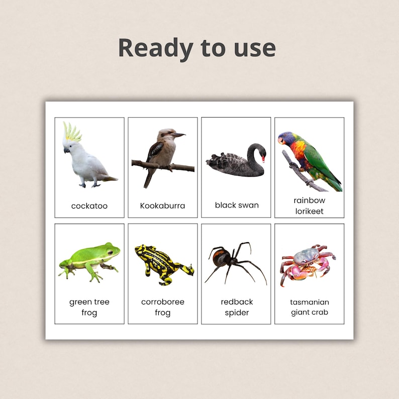 Australian Animals Flashcards: Montessori Cards, Real Images (PDF ...
