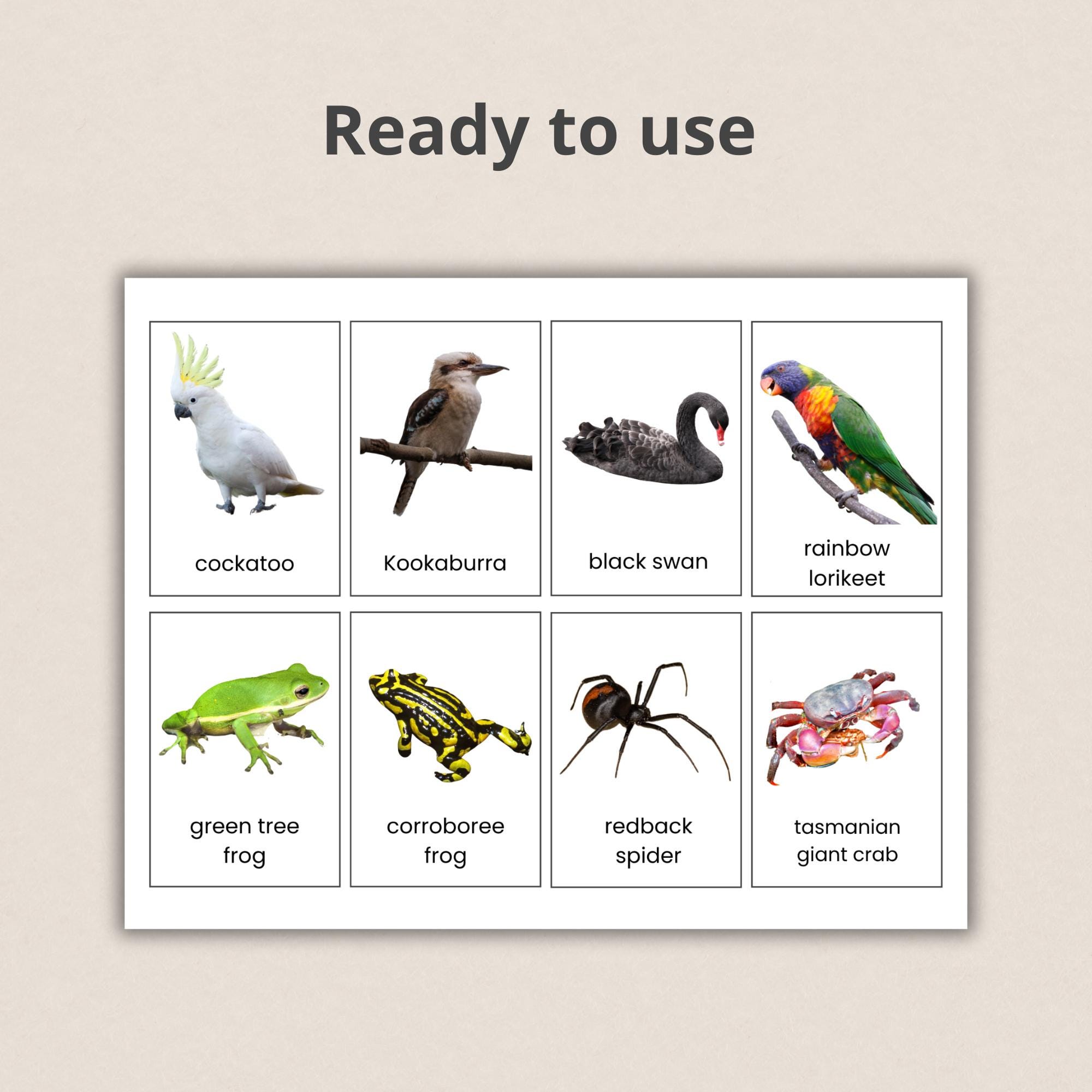 Australian Animals Flashcards: Montessori Cards, Real Images (PDF ...