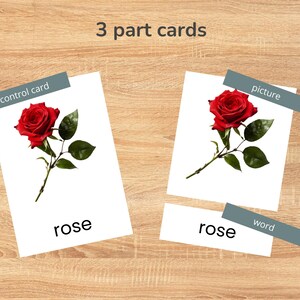Flowers Flash Cards, Montessori, Real Pictures, Homeschool Flashcards ...