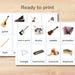 Musical Instruments Flash Cards, Real Pictures, Homeschool Printables ...