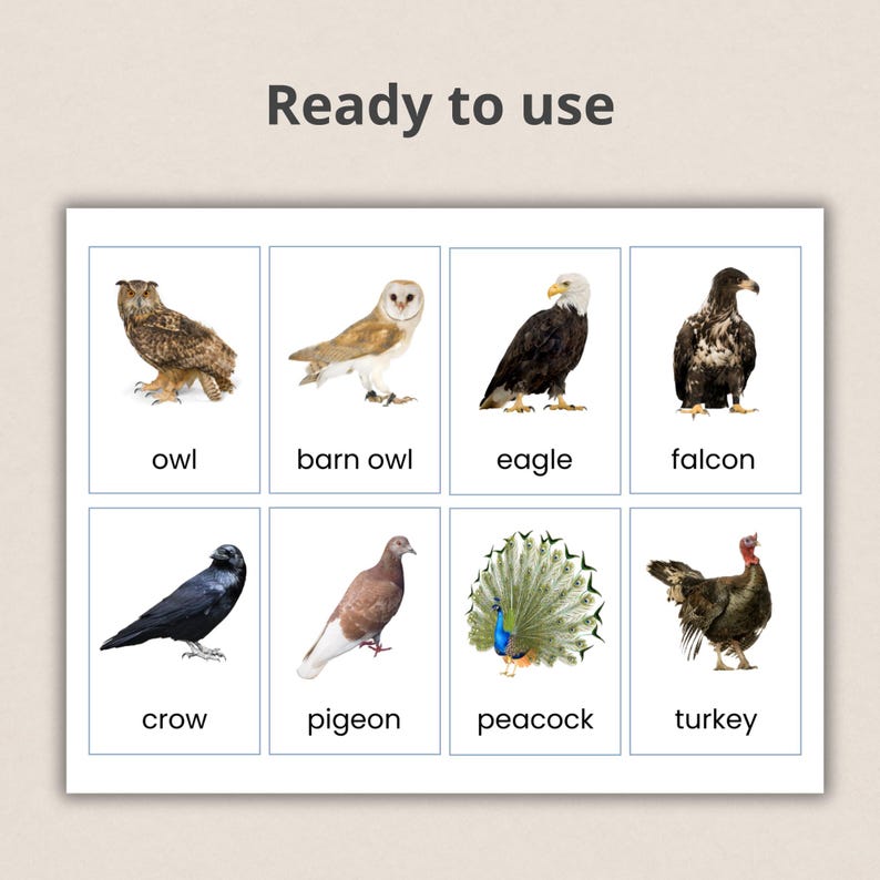 Montessori Bird Flashcards: Real Photo 3-part Cards (PDF Printable ...