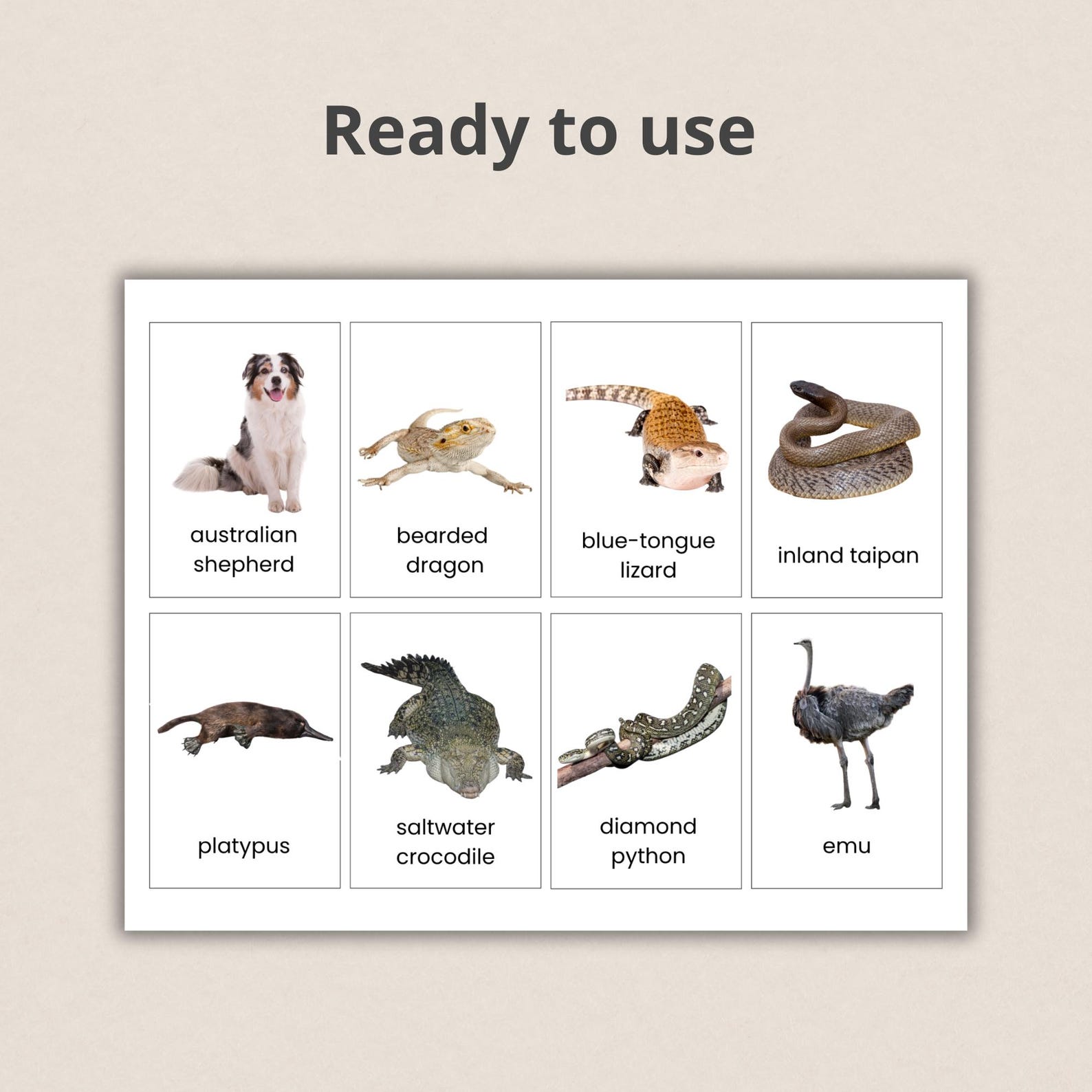 Australian Animals Flashcards: Montessori Cards, Real Images (PDF ...