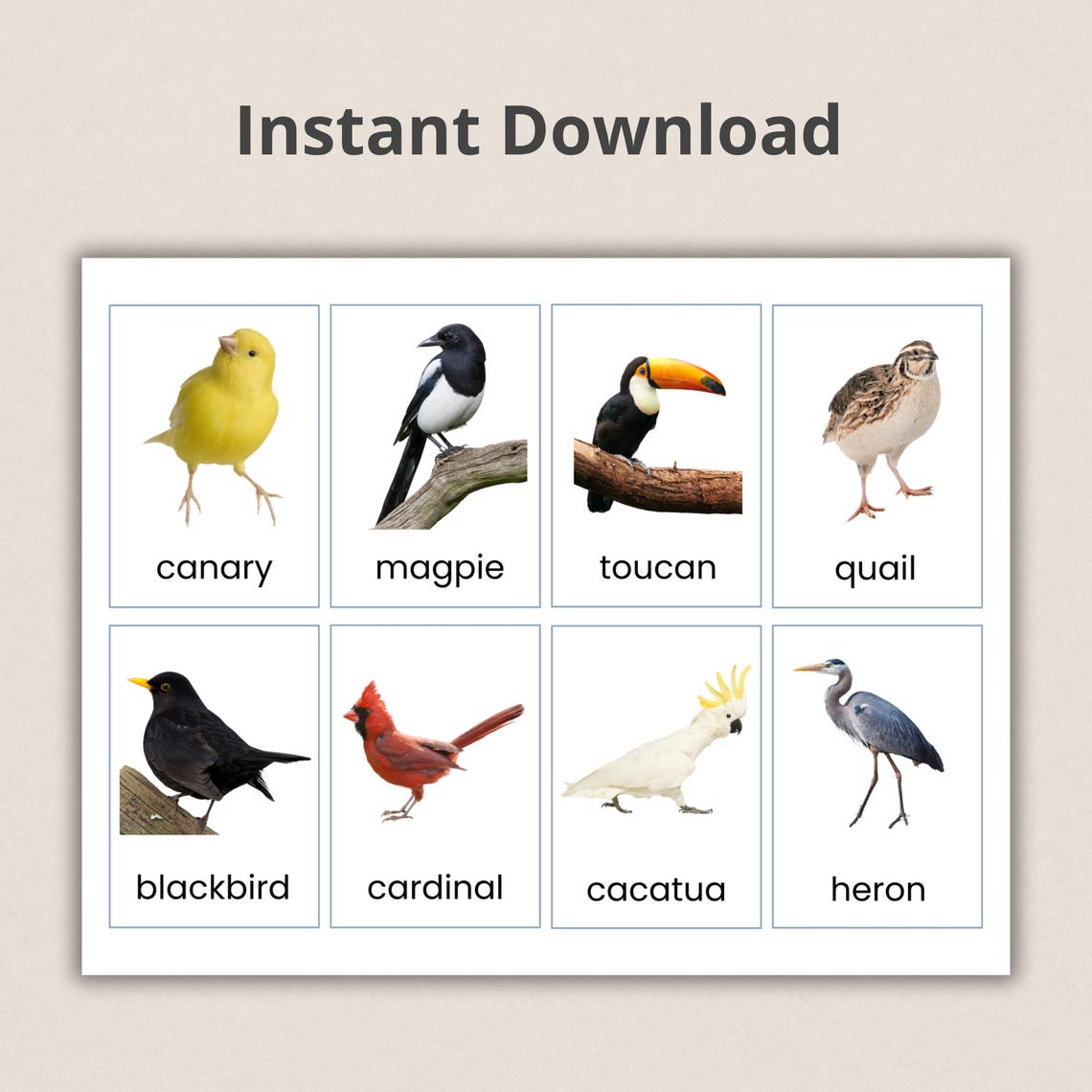Montessori Bird Flashcards: Real Photo 3-part Cards (PDF Printable ...