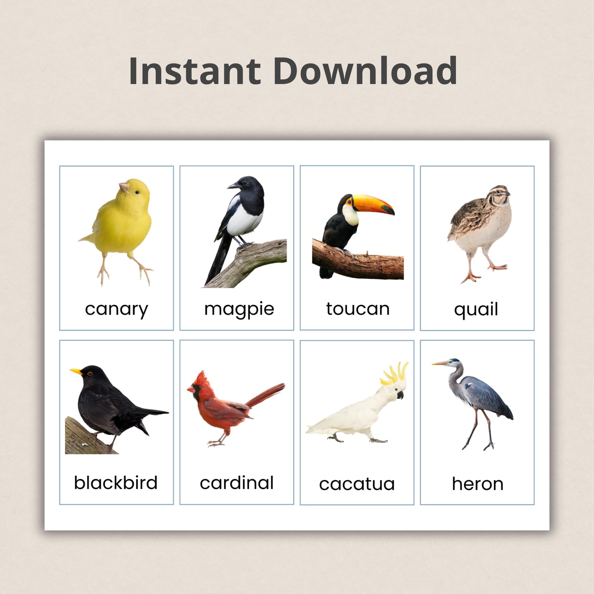 Montessori Bird Flashcards: Real Photo 3-part Cards (PDF Printable ...