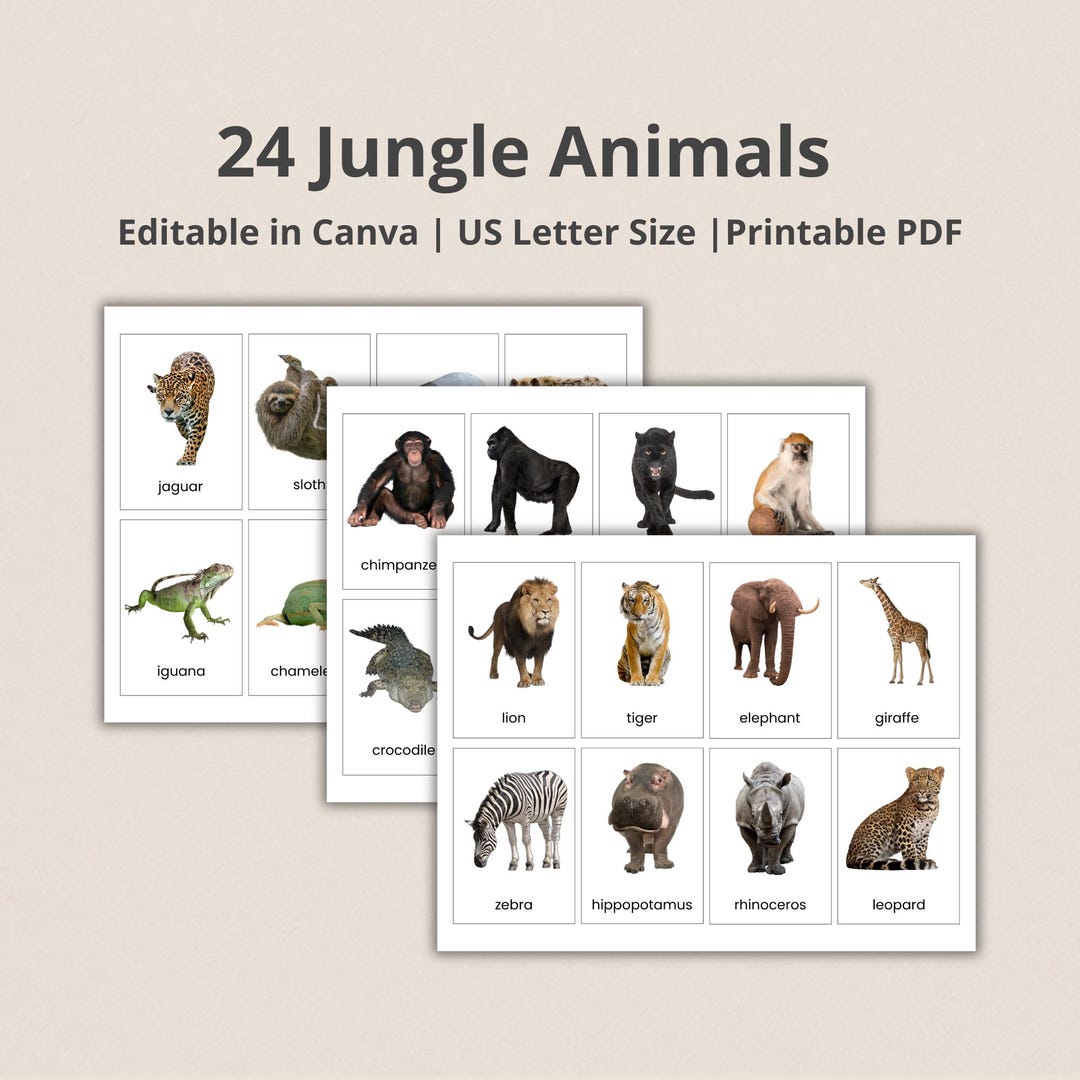 Buy Jungle Animals Flash Cards, Editable, Montessori, Real Pictures ...