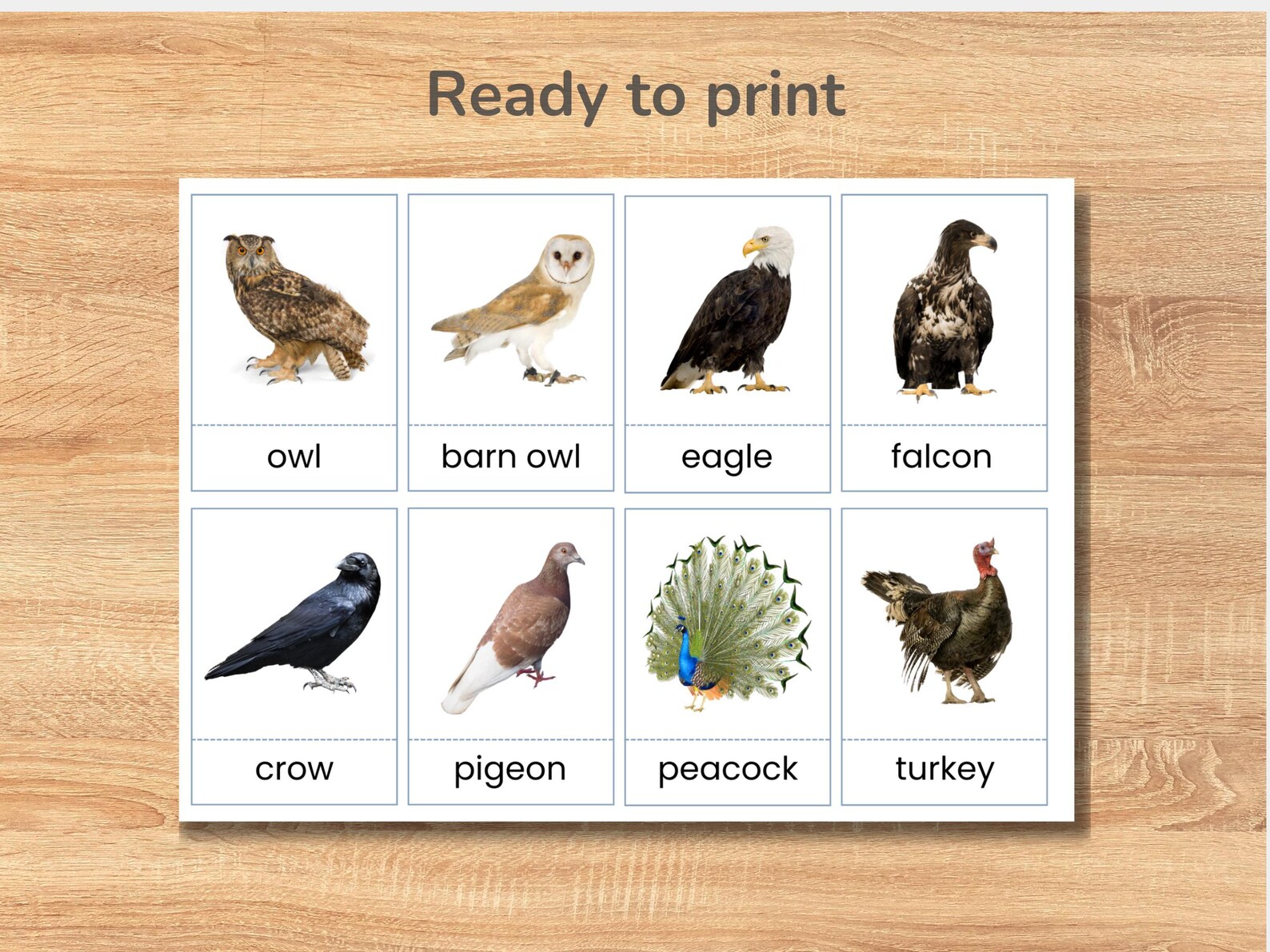 Bird Flash Cards, Montessori Materials, Real Pictures, Homeschool ...
