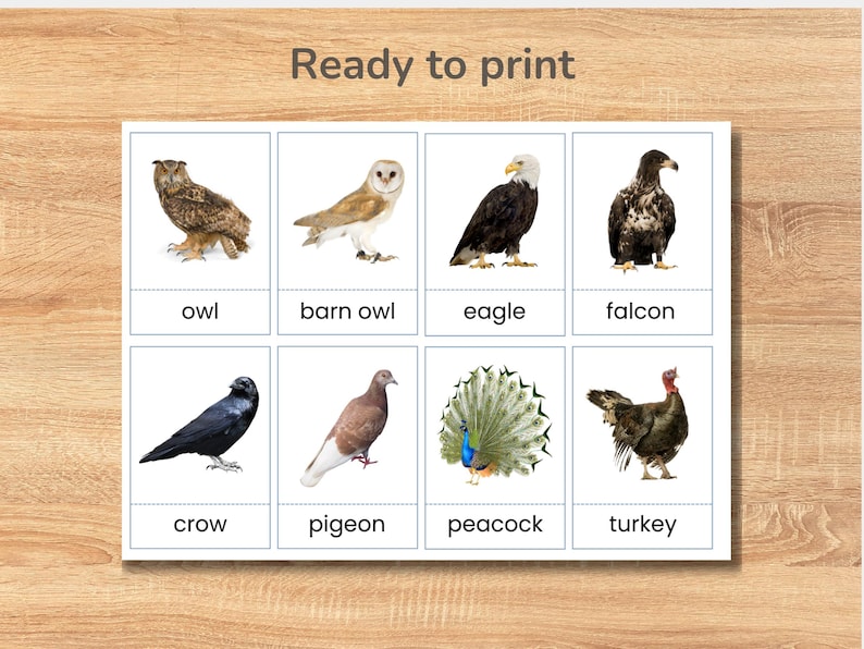 Bird Flash Cards, Montessori Materials, Real Pictures, Homeschool ...