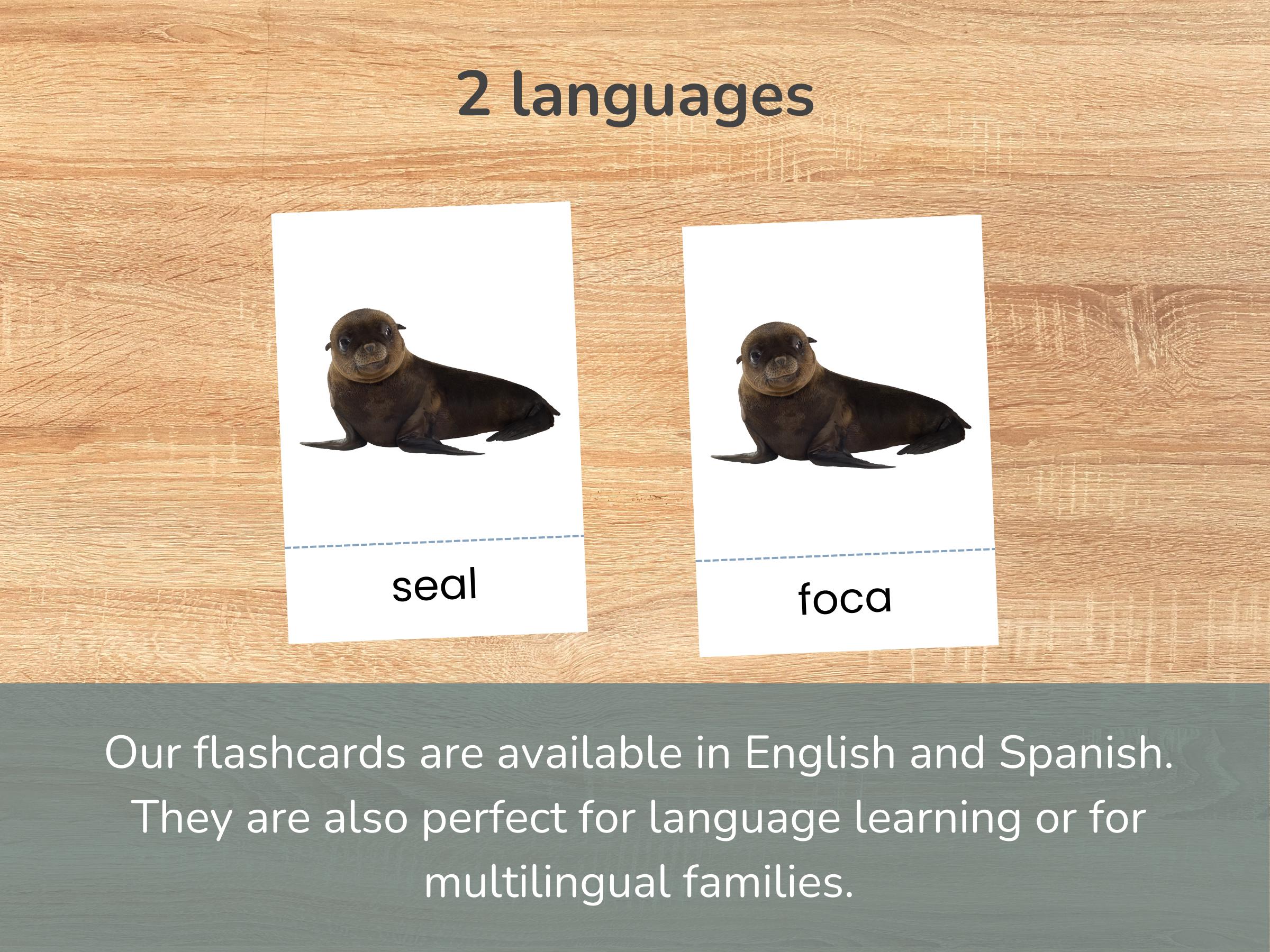 Marine Animals Flash Cards, Montessori Flashcards, Real Pictures ...