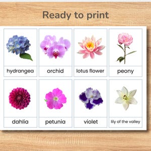 Flowers Flash Cards, Montessori, Real Pictures, Homeschool Flashcards ...