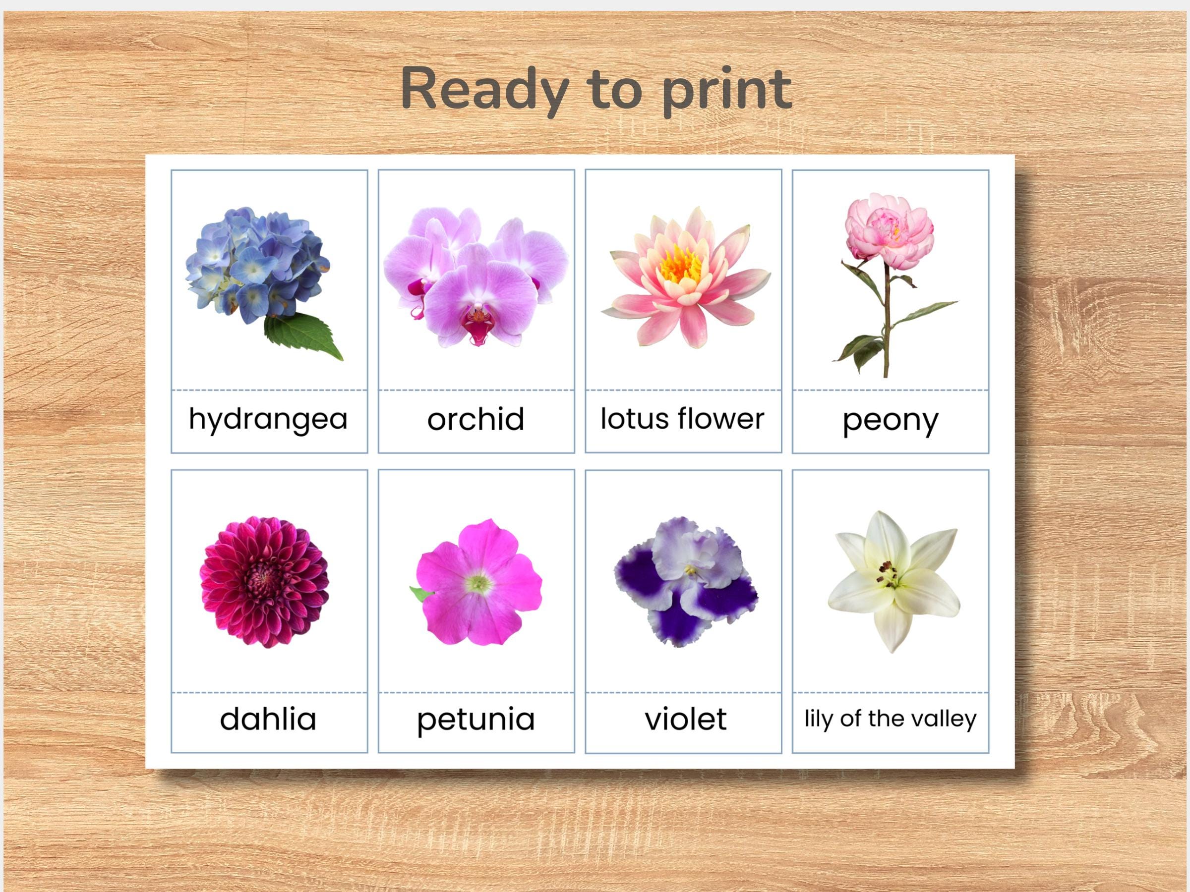 Flowers Flash Cards, Montessori, Real Pictures, Homeschool Flashcards ...