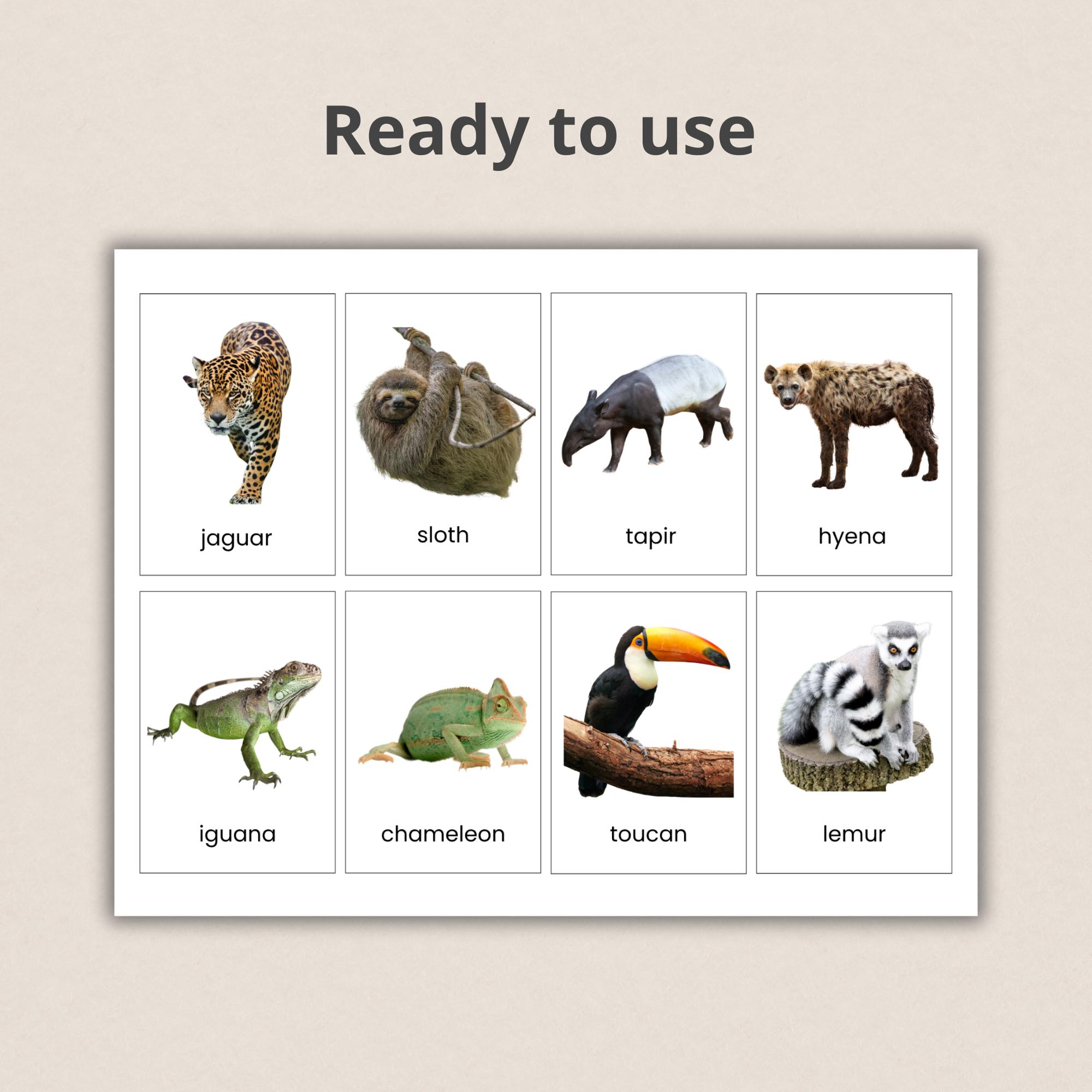 Jungle Animals Flashcards: Montessori Learning, Vocabulary (printable ...
