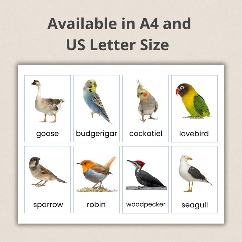 Montessori Bird Flashcards: Real Photo 3-part Cards (PDF Printable ...
