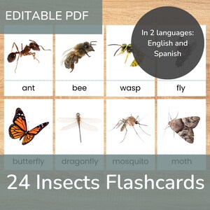 Insects Flash Cards, Montessori Cards, Real Pictures, Preschool Toys ...