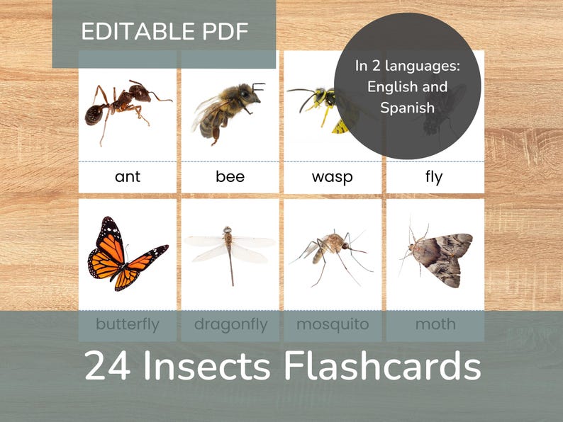 Insects Flash Cards, Montessori Cards, Real Pictures, Preschool Toys ...