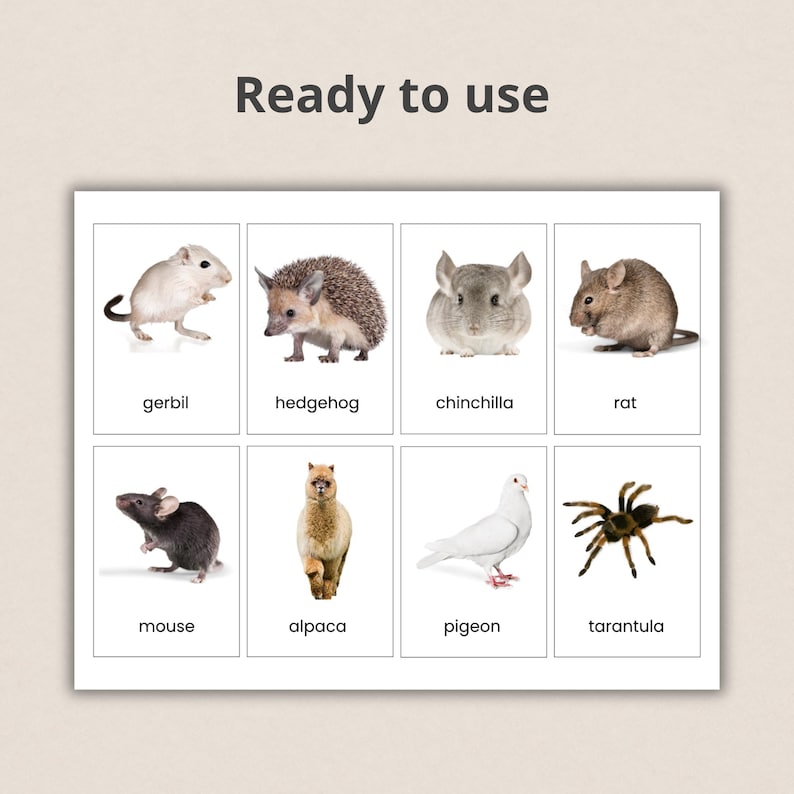 Pets Flashcards: Montessori 3-part Cards, Editable Canva Template (PDF ...