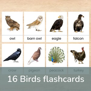 Animal Flashcard Bundle, Montessori, Real Pictures, Vocabulary Pictures ...