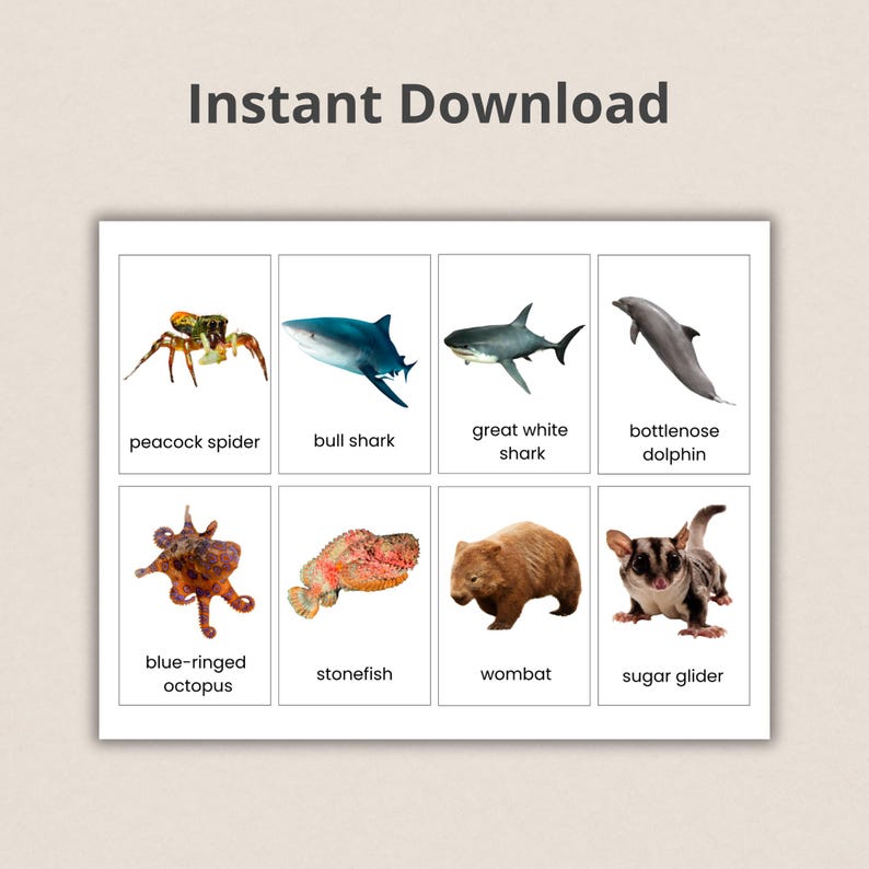 Australian Animals Flashcards: Montessori Cards, Real Images (PDF ...
