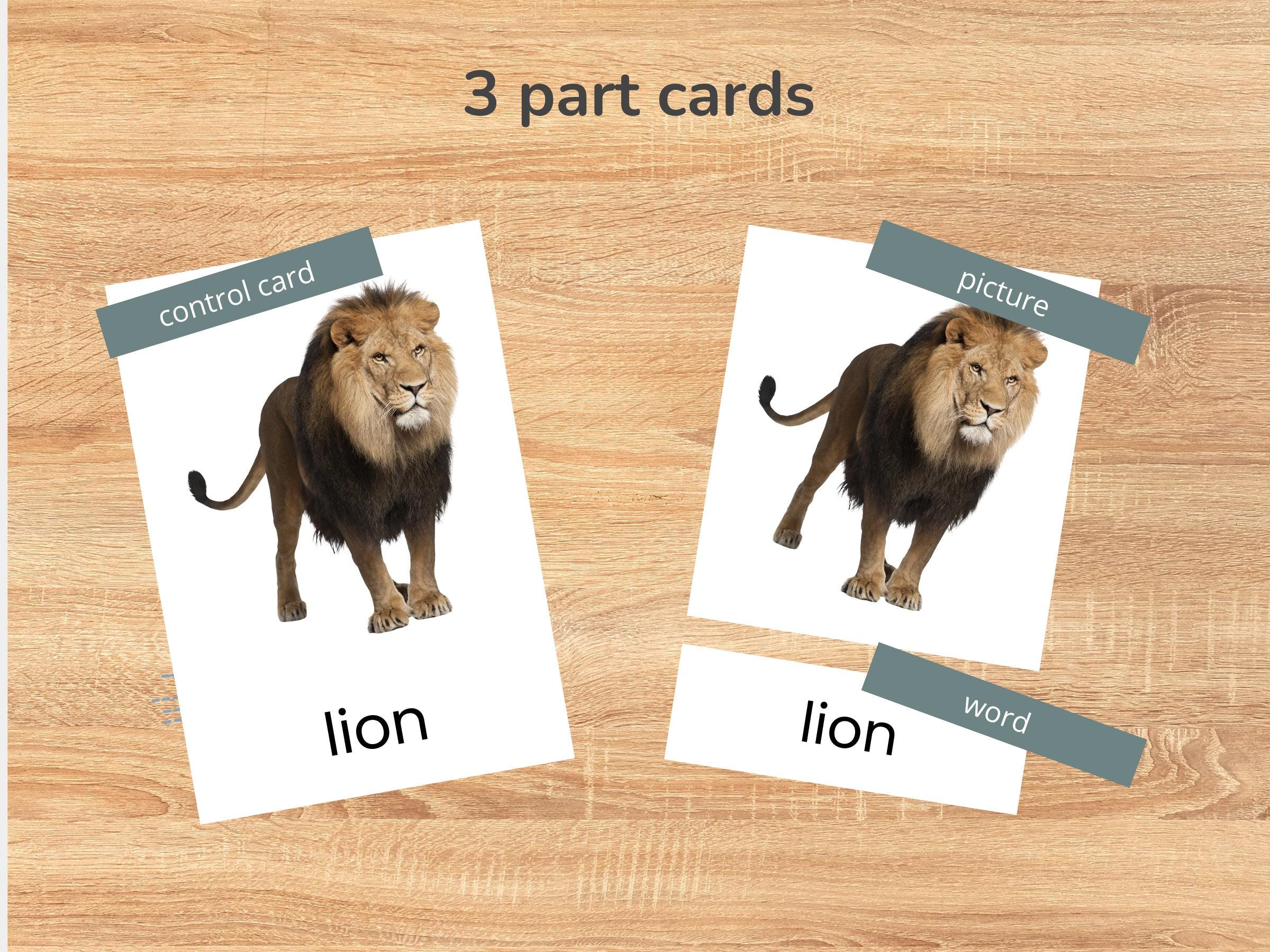 Wild Animals Flash Cards, Montessori, Real Pictures, Vocabulary ...