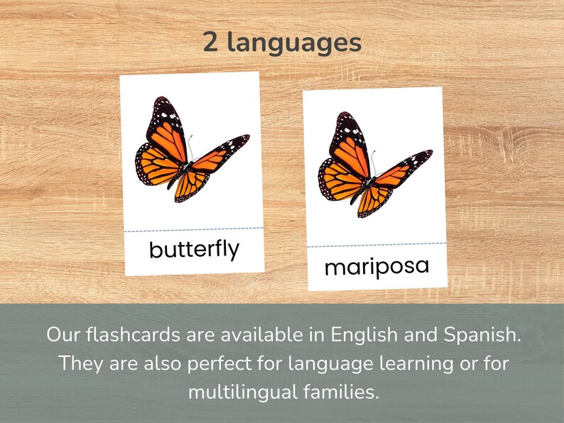 Insects Flash Cards, Montessori Cards, Real Pictures, Preschool Toys ...