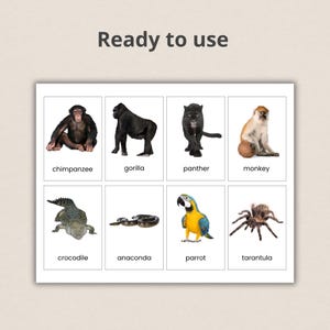 Jungle Animals Flashcards: Montessori Learning, Vocabulary (printable ...