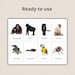 Jungle Animals Flashcards: Montessori Learning, Vocabulary (printable ...