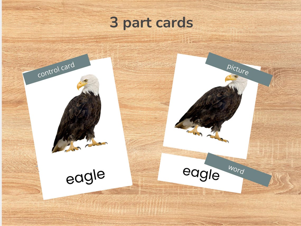 Bird Flash Cards, Montessori Materials, Real Pictures, Homeschool ...