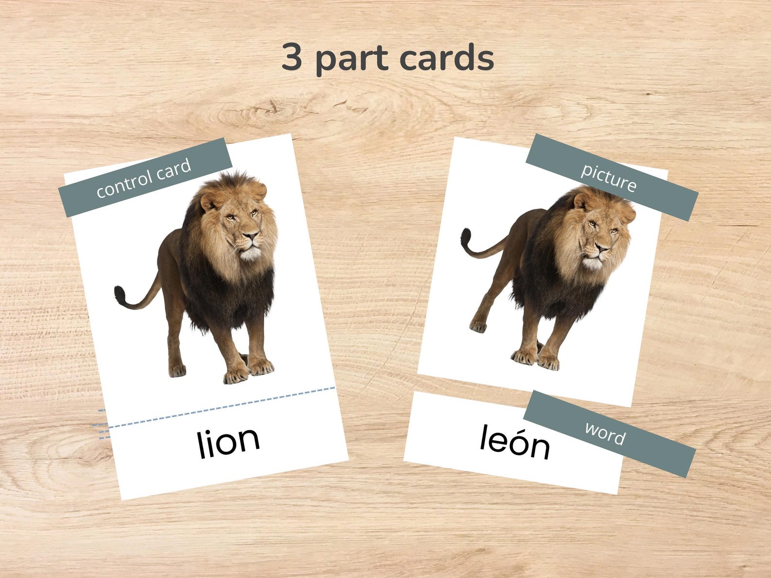 Wild Animals Flash Cards, Real Images, Homeschool Printables in English ...