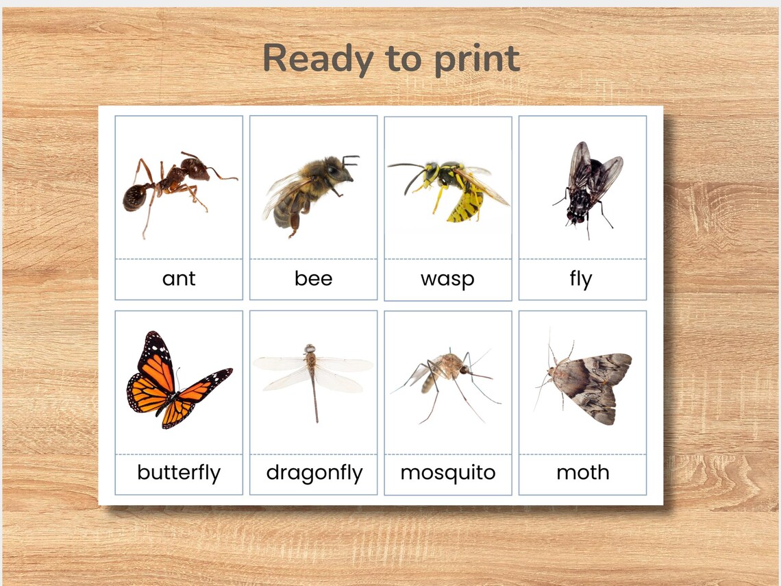 Insects Flash Cards, Montessori Cards, Real Pictures, Preschool Toys ...