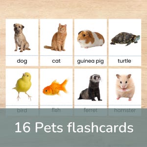 Animal Flashcard Bundle, Montessori, Real Pictures, Vocabulary Pictures ...