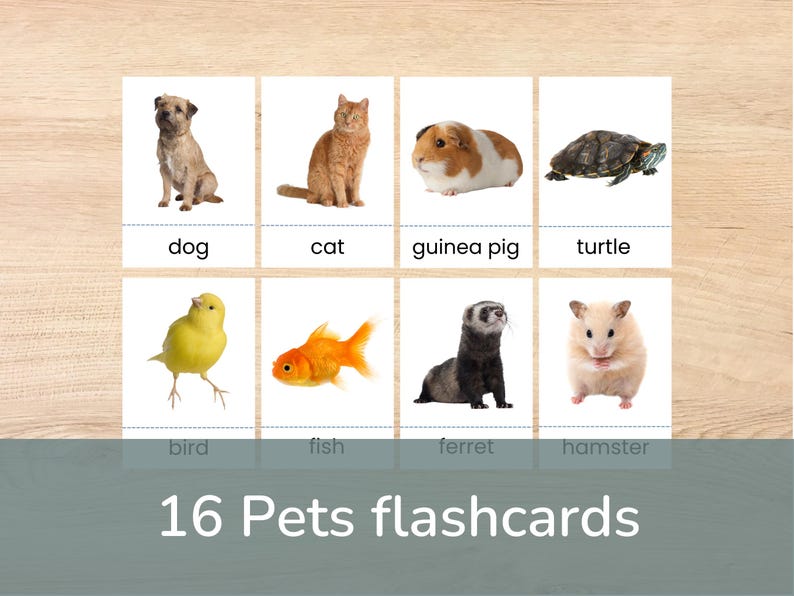Animal Flashcard Bundle, Montessori, Real Pictures, Vocabulary Pictures ...